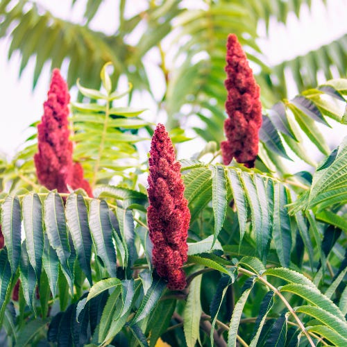 25 Native Fruit of Virginia - Feeding Appalachia