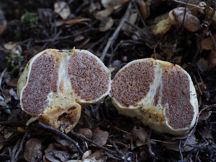 Unearthing the Colorful and Bizarre Pouch Fungi of New Zealand