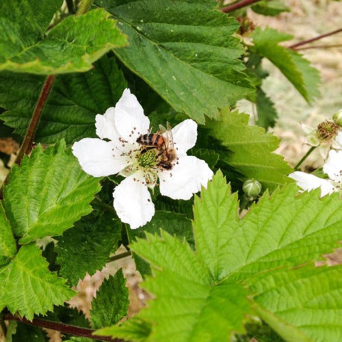 25 Native Fruit of Virginia - Feeding Appalachia