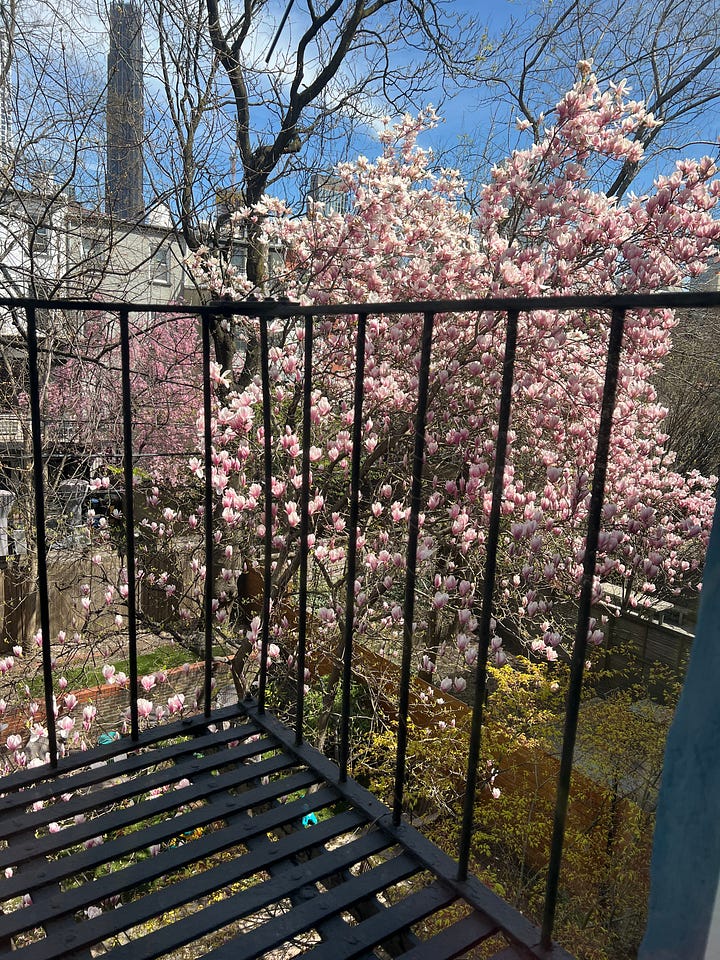 That magnolia tree - by Emily Swaine - Emily’s Substack