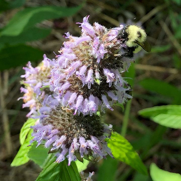 Downy Wood Mint - by Diane Porter - My Gaia
