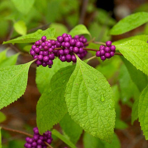 25 Native Fruit of Virginia - Feeding Appalachia