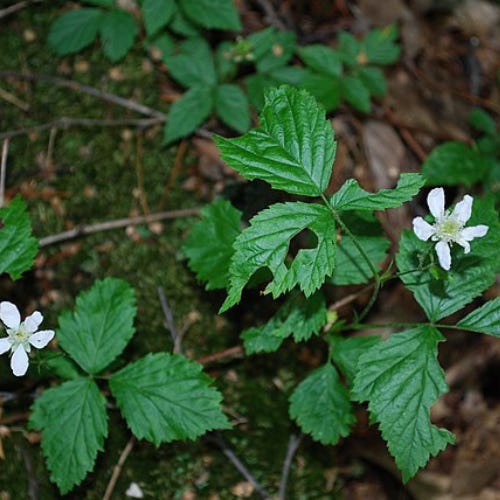25 Native Fruit of Virginia - Feeding Appalachia