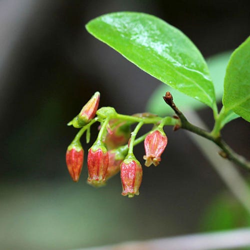 25 Native Fruit of Virginia - Feeding Appalachia