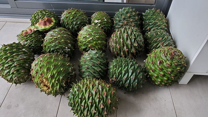 Bunya Nut - by J.P. - Bush Food Forager