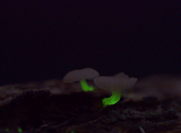 How to Capture Bioluminescent Mushroom Photos: A Comprehensive Guide