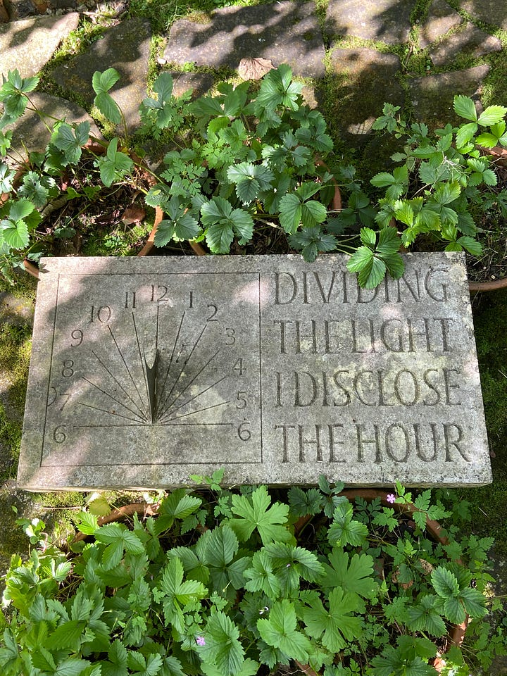 Bring back the birch - by Caroline Beck - DIRT