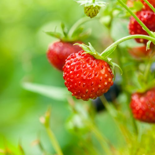 25 Native Fruit of Virginia - Feeding Appalachia