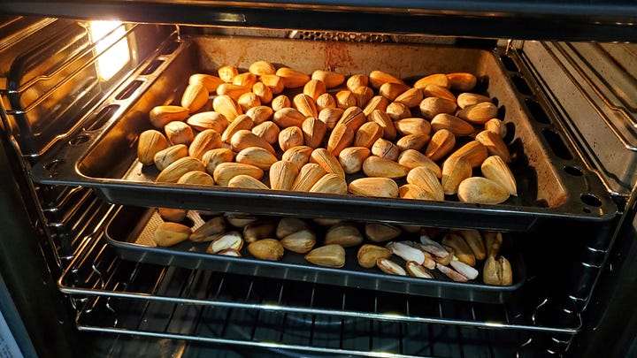 Bunya Nut - by J.P. - Bush Food Forager