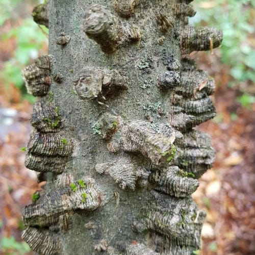 25 Native Fruit of Virginia - Feeding Appalachia