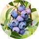 25 Native Fruit of Virginia - Feeding Appalachia
