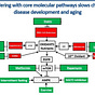 Slow Aging and Delay Chronic Disease Development | William H Bestermann Jr MD | Substack