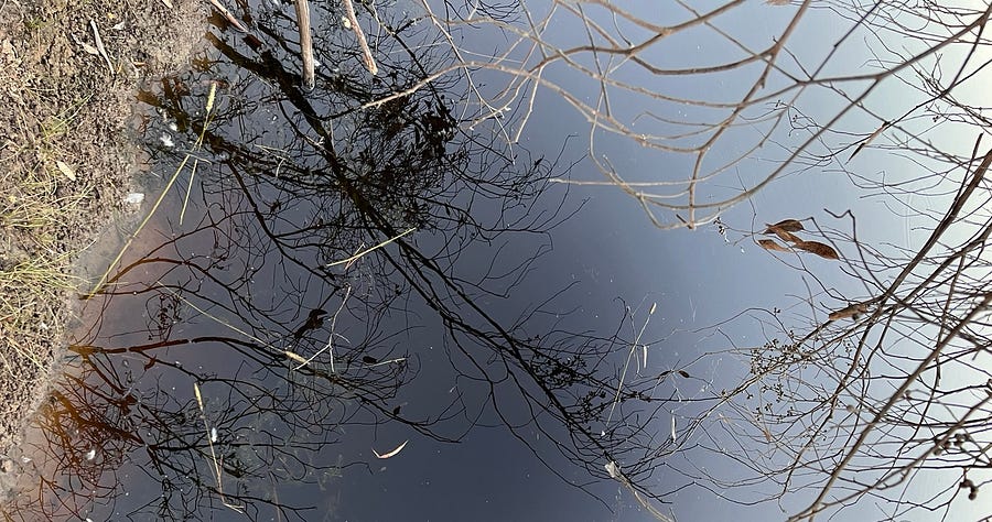 tidewanderings | India Flint | Substack