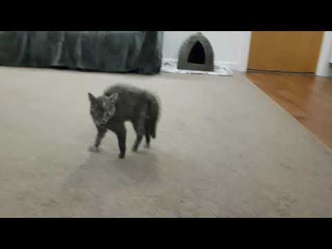 Crab-walkin' kitties - by Martini Glambassador