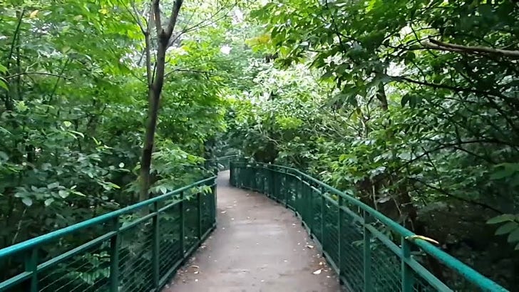 Walking in Cloudy Morning at Walk Forest Bandung Indonesia l Binaural ...