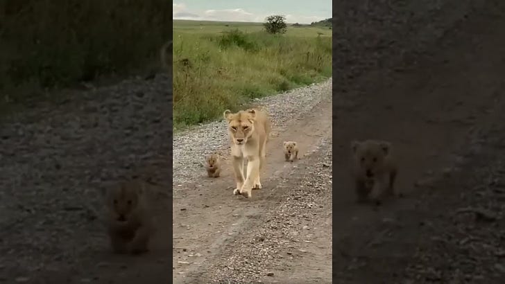The Lion Mom - by Mike - Standing in the Silver Rain...