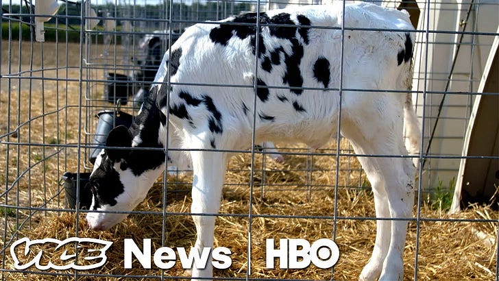 Behold, the Super Cow - Information Processing - Steve Hsu