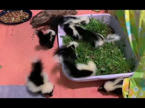 Smol Skunk Scrum - by Martini Glambassador
