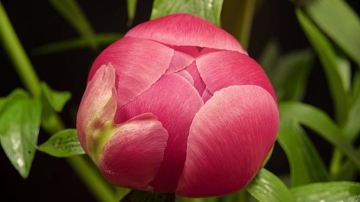 The Peonies Are Here! - by Maria Hanley - Dream Big
