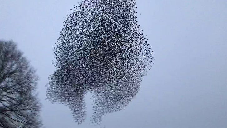 Murmuration, ah oui ? - by Lucie Barette - Murmuration