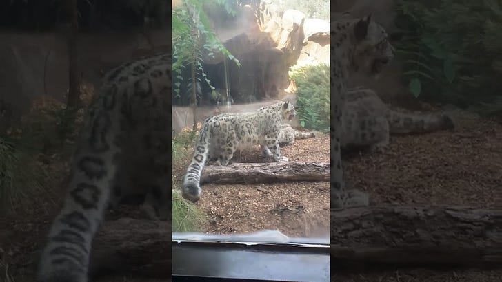 Willow's Debut - by Martini Glambassador