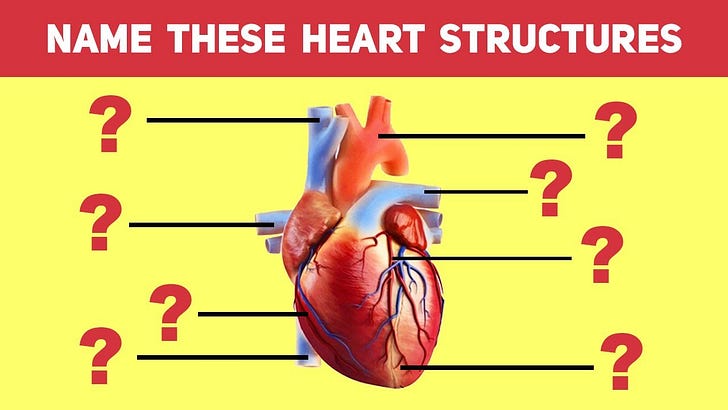 Guess These Heart Anatomy Structures - Quiz with Answers
