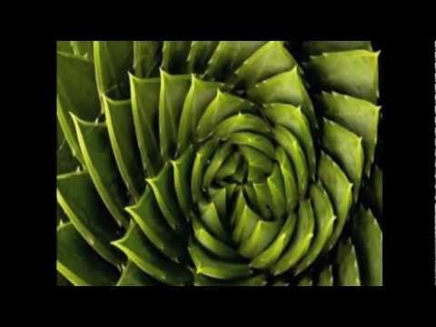 Riding the Fibonacci Sequence & Hair Of The Dog