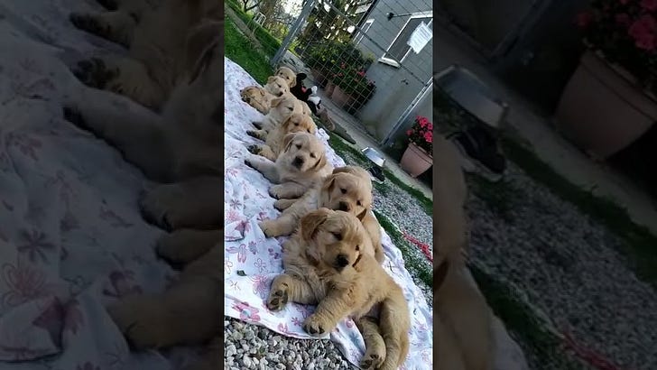 Wakey-Wakey, Wag Your Tail-y - by Martini Glambassador