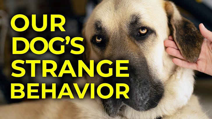 Weird Dog Behavior Explained - Dogs Who Suck On Things