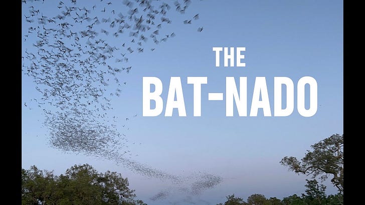 Prepare Yourself For The BAT-NADO - by Jason Bittel