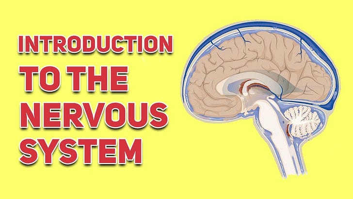 Introduction To The Nervous System In Under 7 Minutes