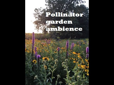 Free Radio Rulo | Substack