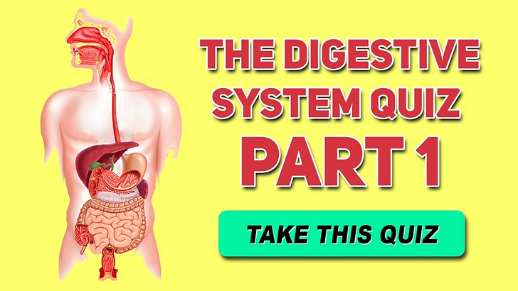 The Digestive System Quiz - (Part 1) - by Med Brain Media