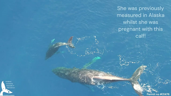 Maui 2023 humpback whale field season review