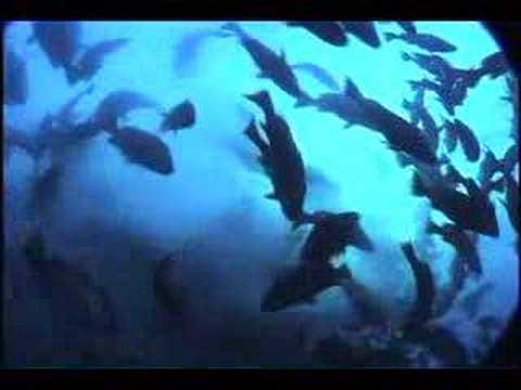 Tiburón Ballena - by Tabi - Con un grano de sal…