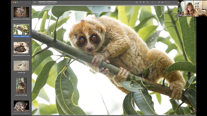 Replay: Nocturnal Animals With Big Eyes - by La Scarlatte